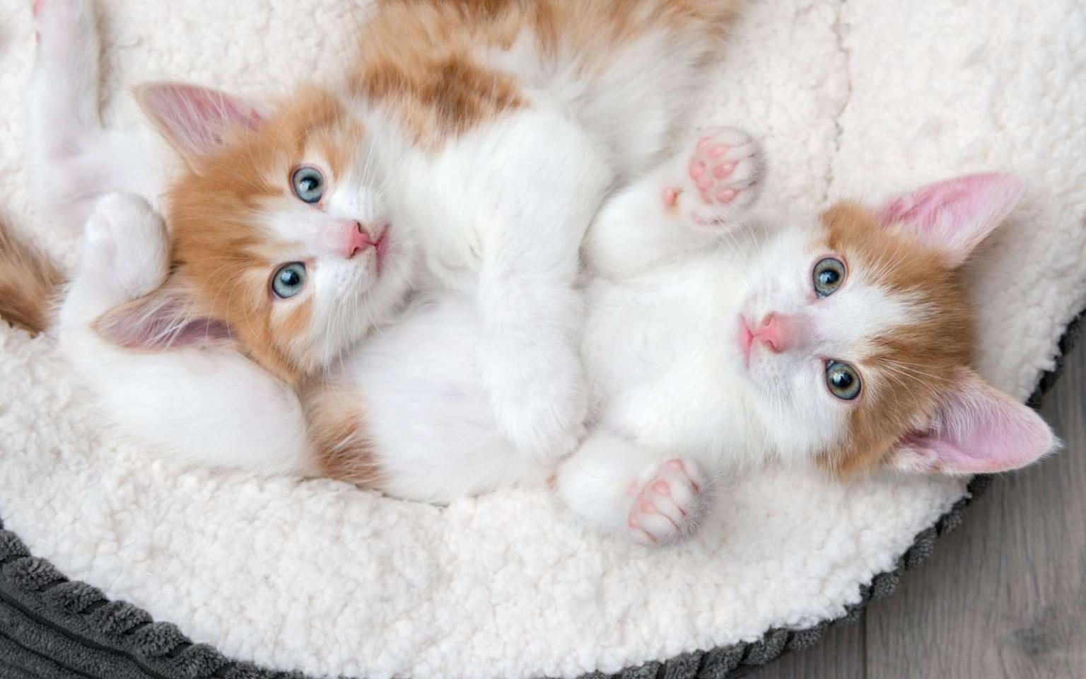 Katzenbabies - Freches Katzerl