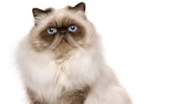 Die Katzenpfote: Aufbau, Besonderheiten und Pfegetipps